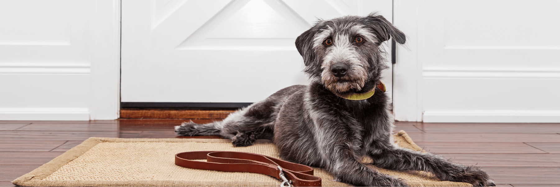 In-Home Visits - Grateful Paws