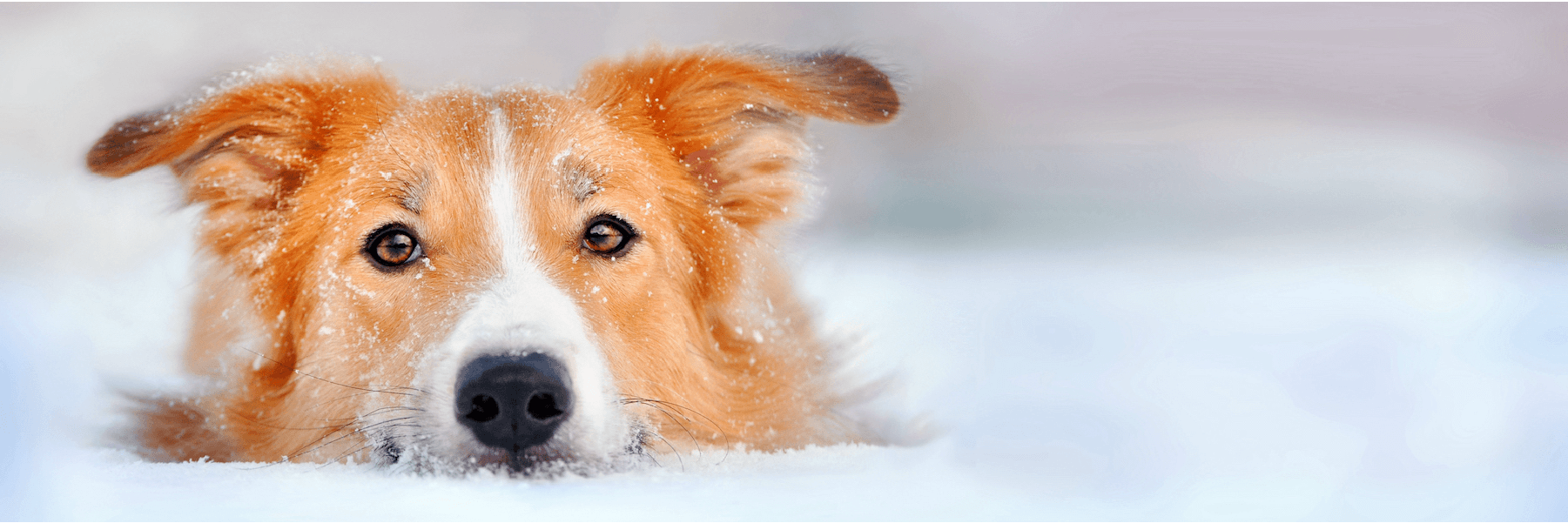 Online Store - Grateful Paws